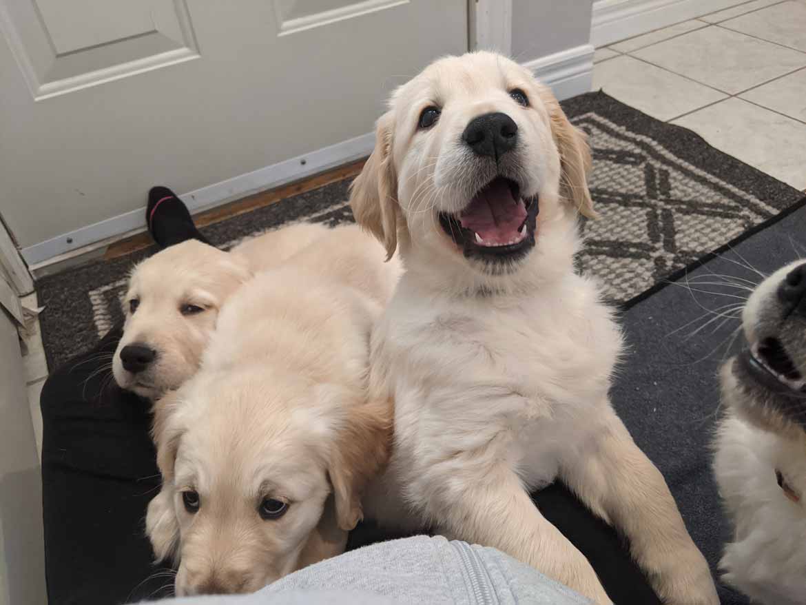 Previous Golden Retriever Puppy Litters Near Toronto - Cream Goldens